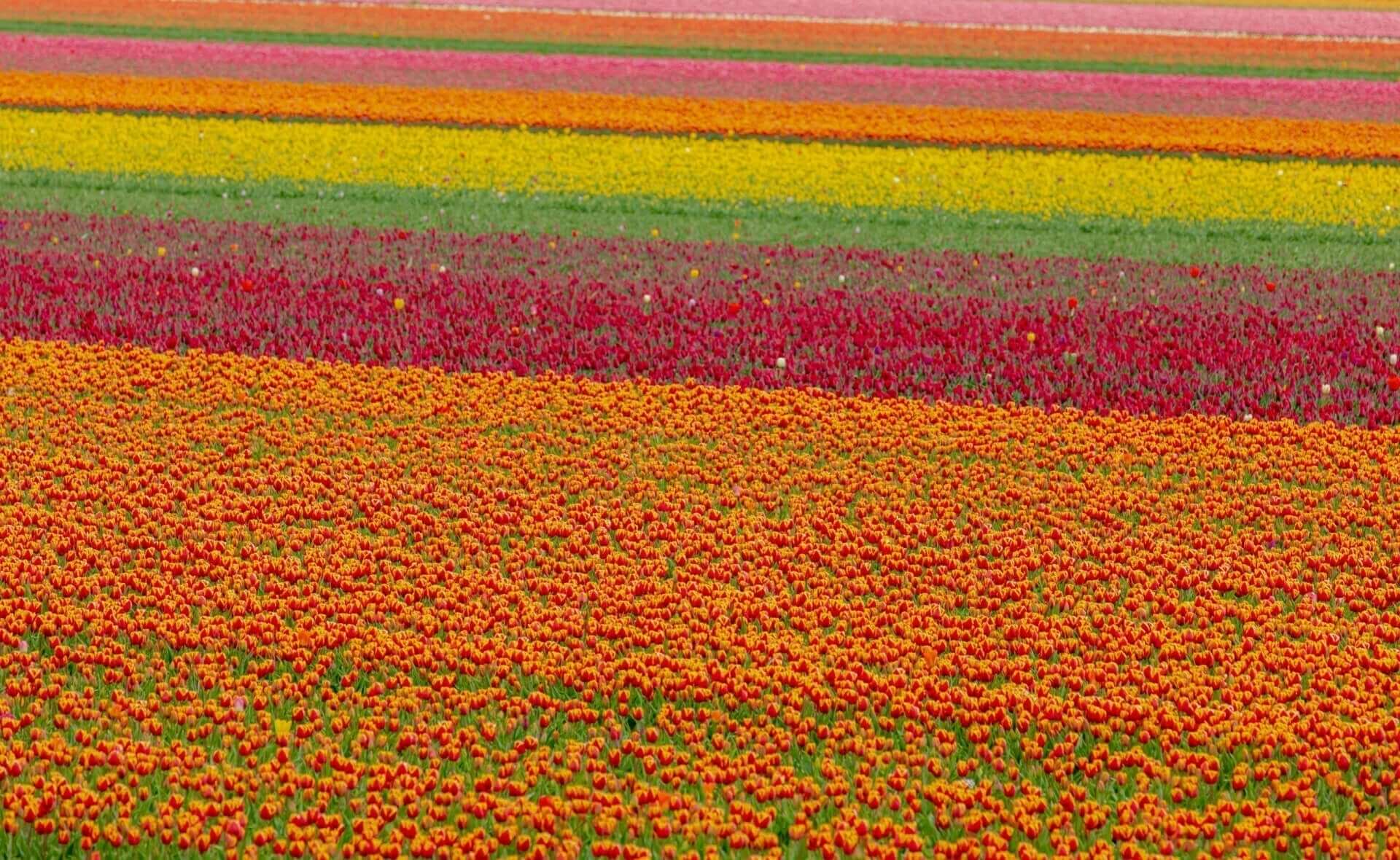 Planting a Rainbow Garden - Tennessee Wholesale Nursery