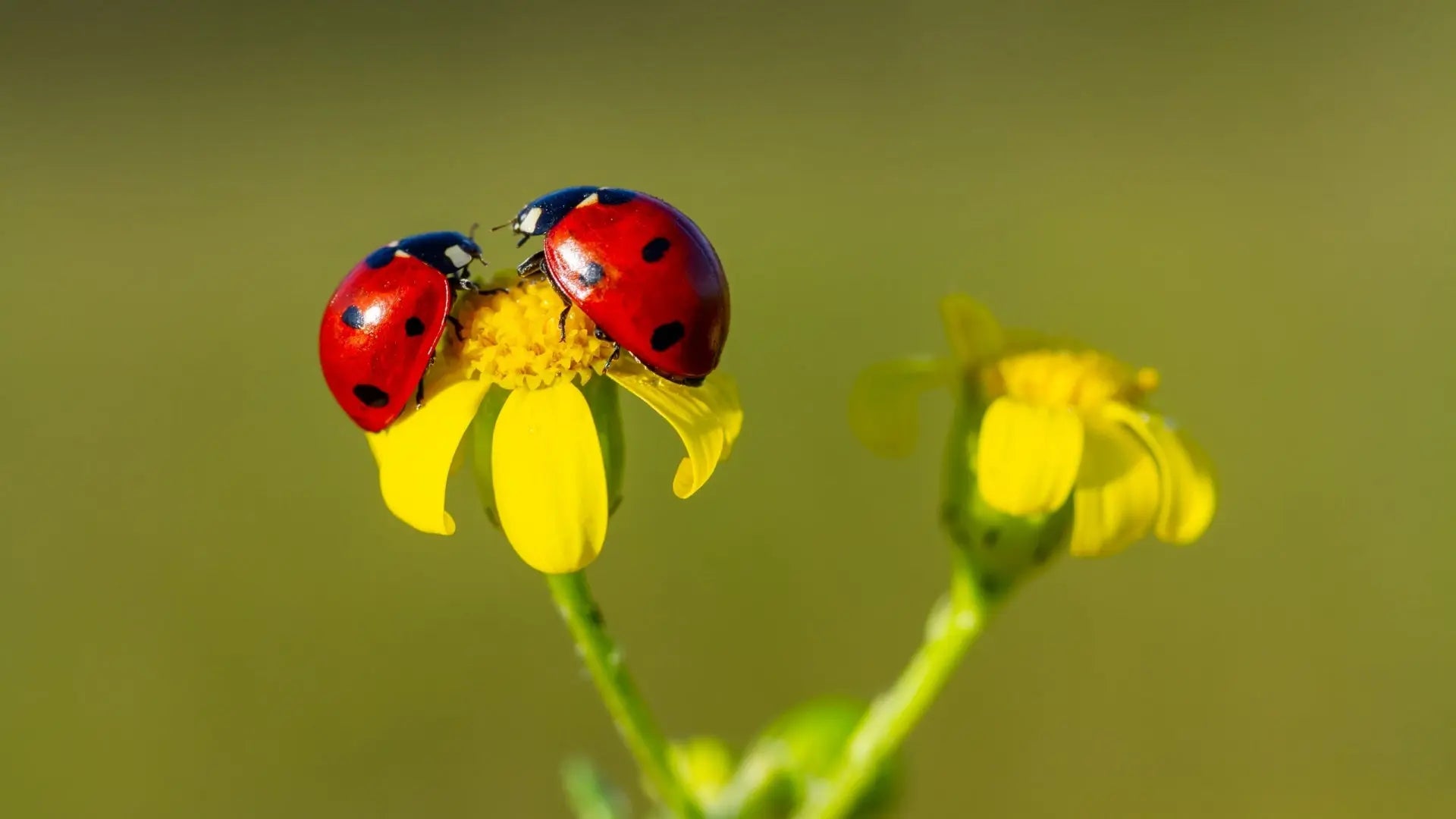 Ladybugs: Nature's Tiny Garden Heroes - Tennessee Wholesale Nursery