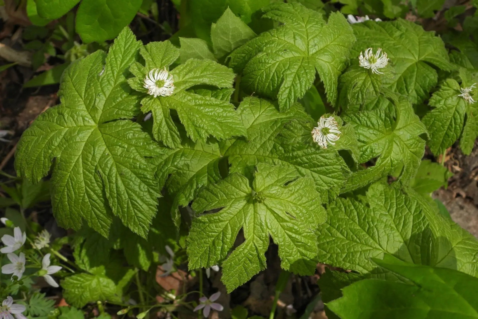 Goldenseal: A Shade-Loving Woodland Herb – Tennessee Wholesale Nursery
