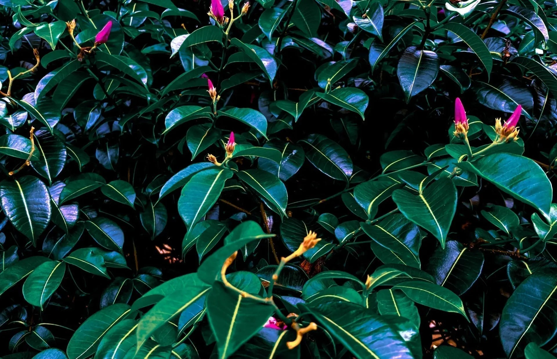 Woody Perennials in Gardens – Tennessee Wholesale Nursery