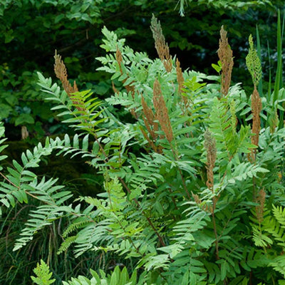 Native Ferns: The Different Types – Tennessee Wholesale Nursery