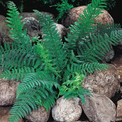Top Ten Ferns for Partial Sunny Areas – Tennessee Wholesale Nursery