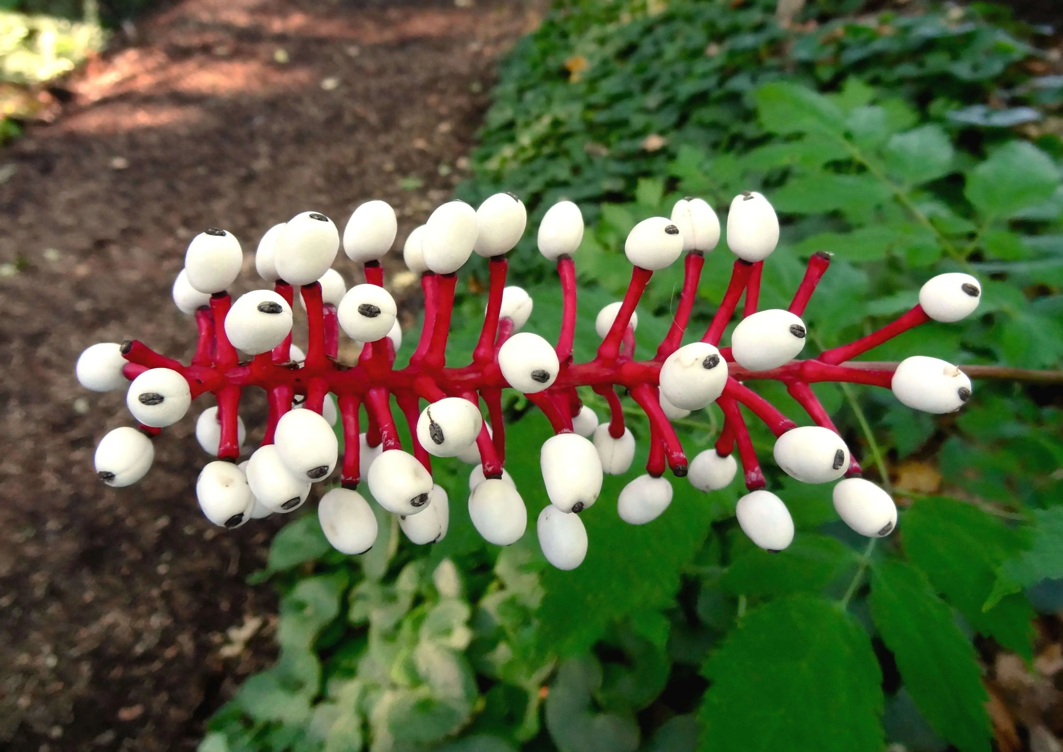 Doll's Eye Plant – Tennessee Wholesale Nursery
