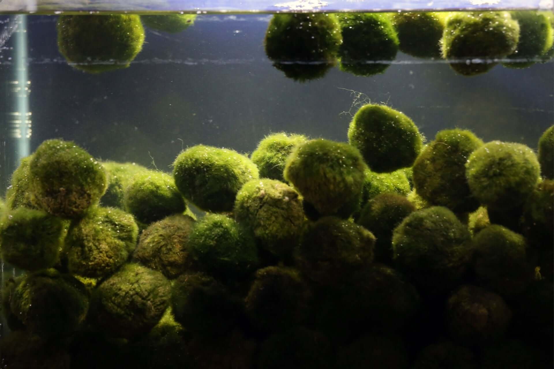 Unique Moss Ball Pets: Everything You Need to Know to Care – Tennessee ...