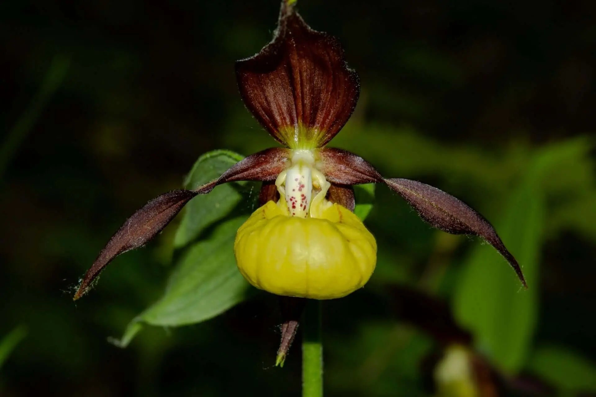 Native Plants Companion Planting: A Chart for a Thriving Garden ...