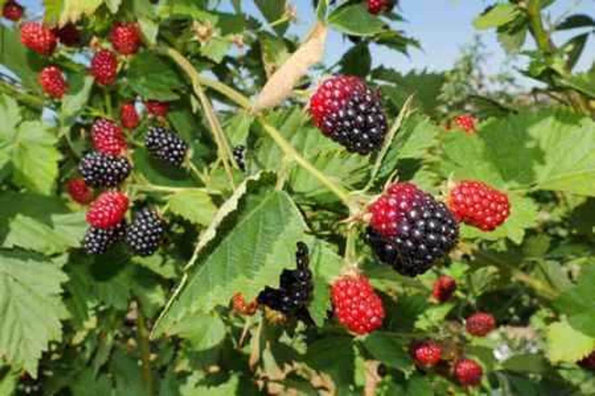 Buy WIld Blackberry Shrubs For Sale | Wholesale Nursery