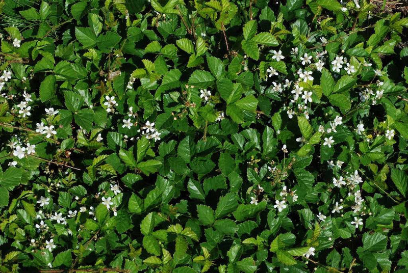 Dewberry Plants For Sale - Wholesale Nursery Co
