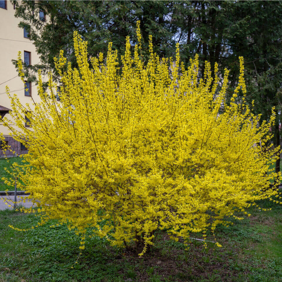 Forsythia Shrubs Wholesale