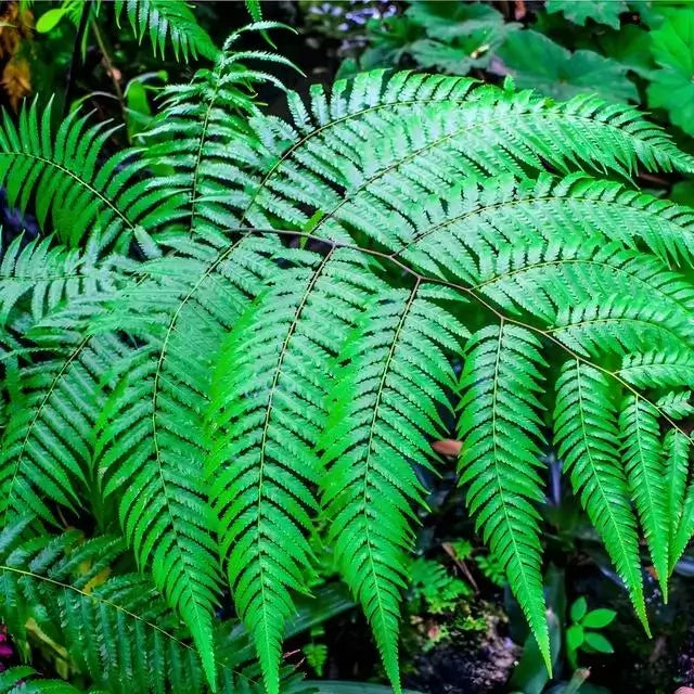 Ferns For Sale | Buy Fern Plants Online | Tennessee Wholesale Nursery