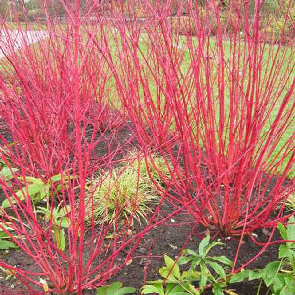Red Osier Dogwood Shrubs For Sale | Wholesale Nursery