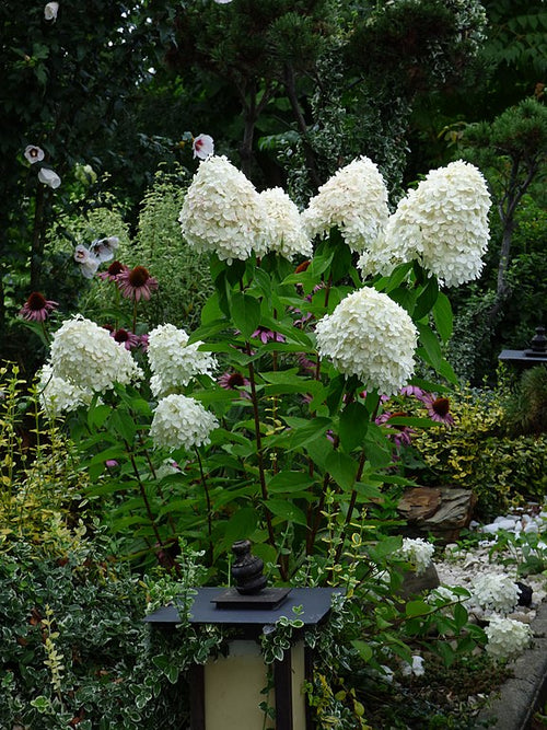 Pee Gee Hydrangea Wholesale