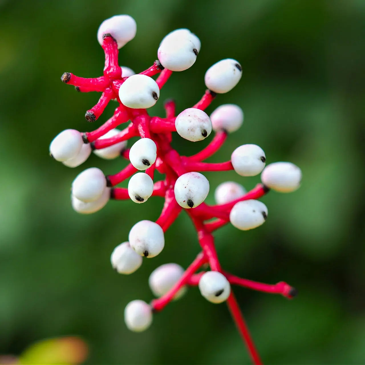 White Baneberry Plants For Sale Wholesale $2.49 – Tennessee Wholesale ...