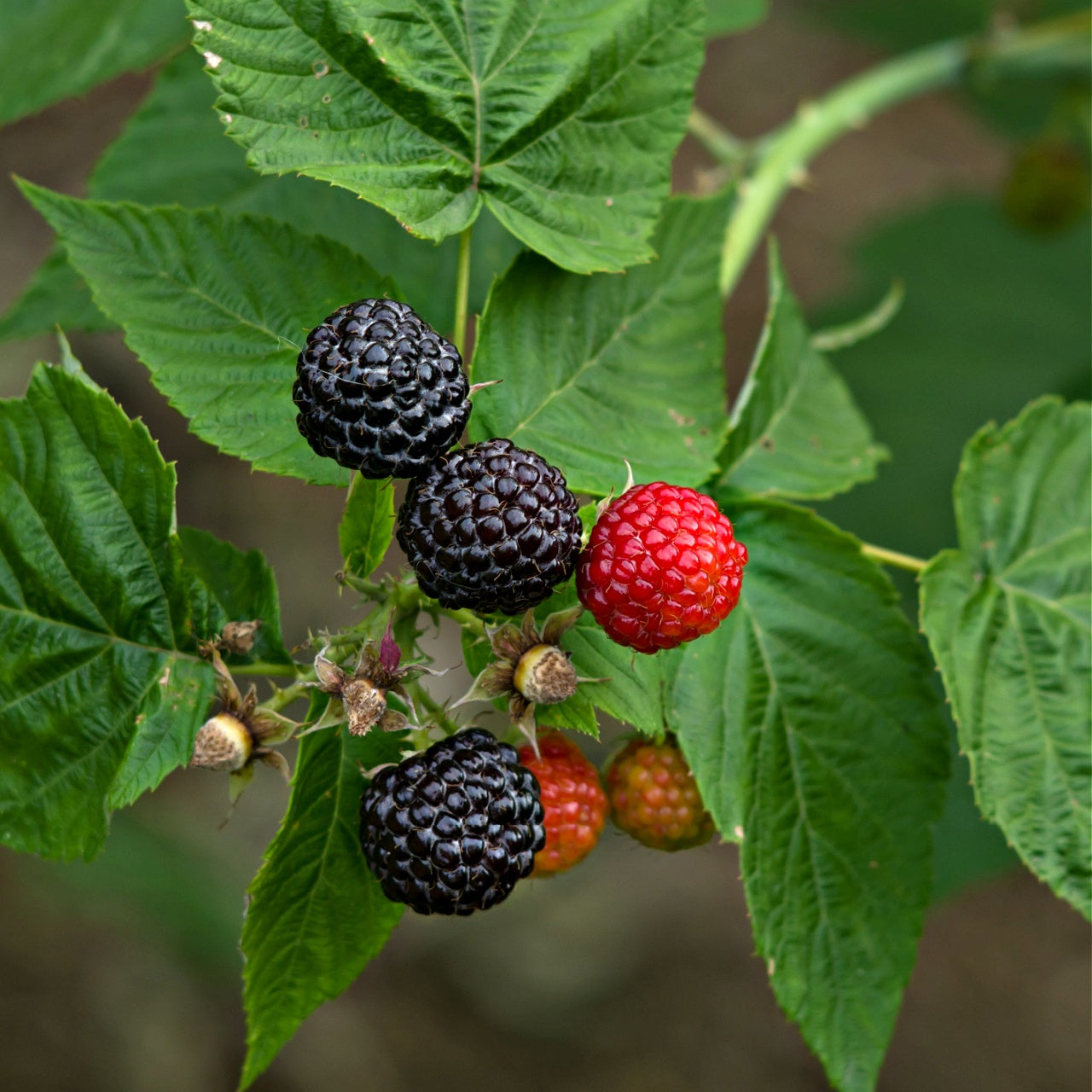 Black Raspberry For Sale | Wholesale Black Raspberry Plants – Tennessee ...