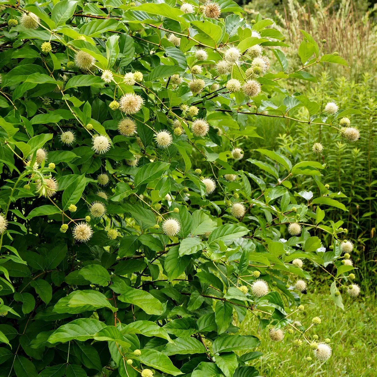 Button Bush Shrubs for Wet Areas | Tennessee Wholesale Nursery