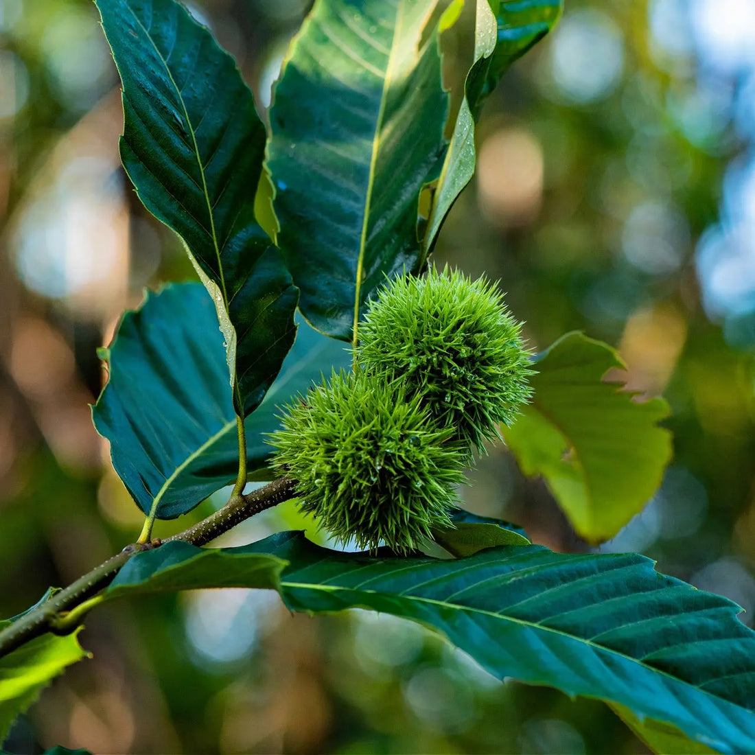 Chinese Chestnut Trees For Sale Wholesale $4.25 – Tennessee Wholesale ...