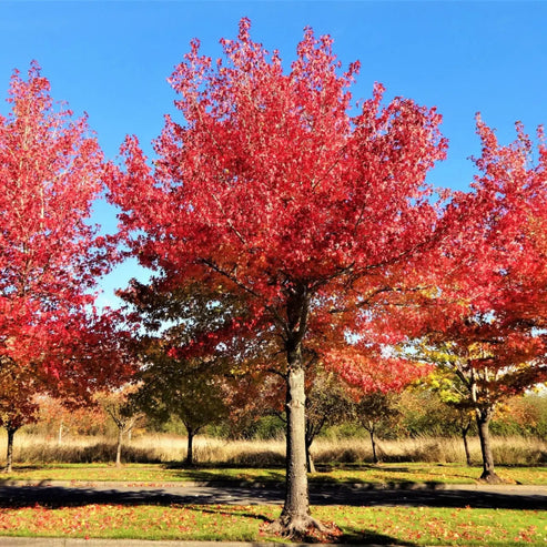 Red Maple Seedlings For Sale Wholesale – Tennessee Wholesale Nursery