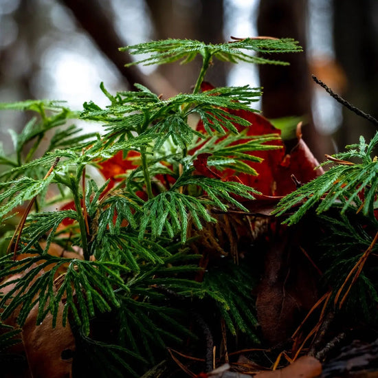 Running Cedar Plants For Sale Wholesale – Tennessee Wholesale Nursery