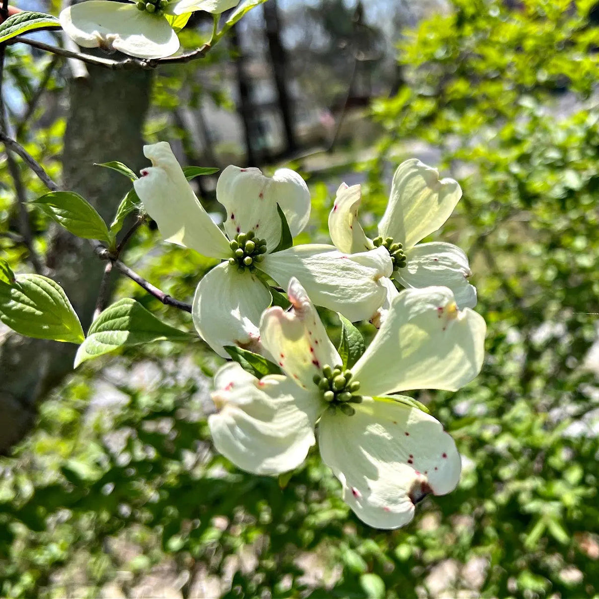 White Dogwood Trees For Sale Wholesale $4.25 – Tennessee Wholesale Nursery