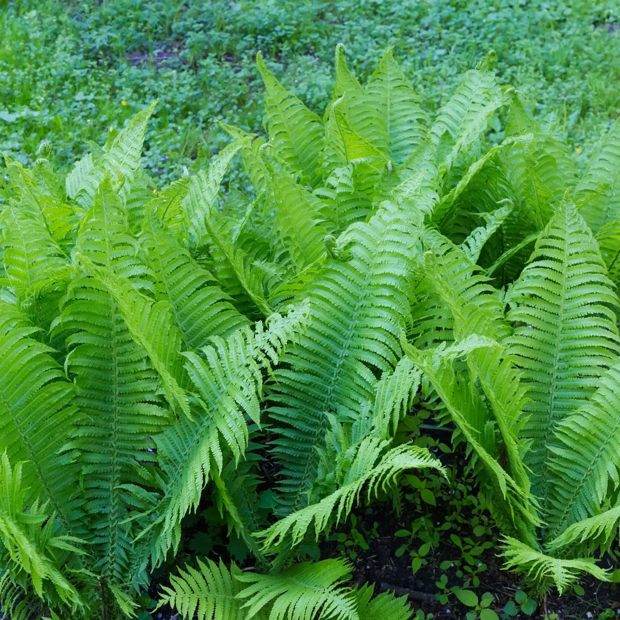 Wholesale Native Ferns for Gardens | Tennessee Nursery Online ...