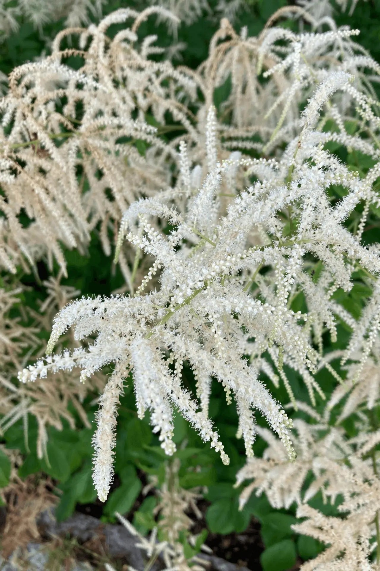 Wholesale Goats Beard Plant For Sale – Tennessee Wholesale Nursery