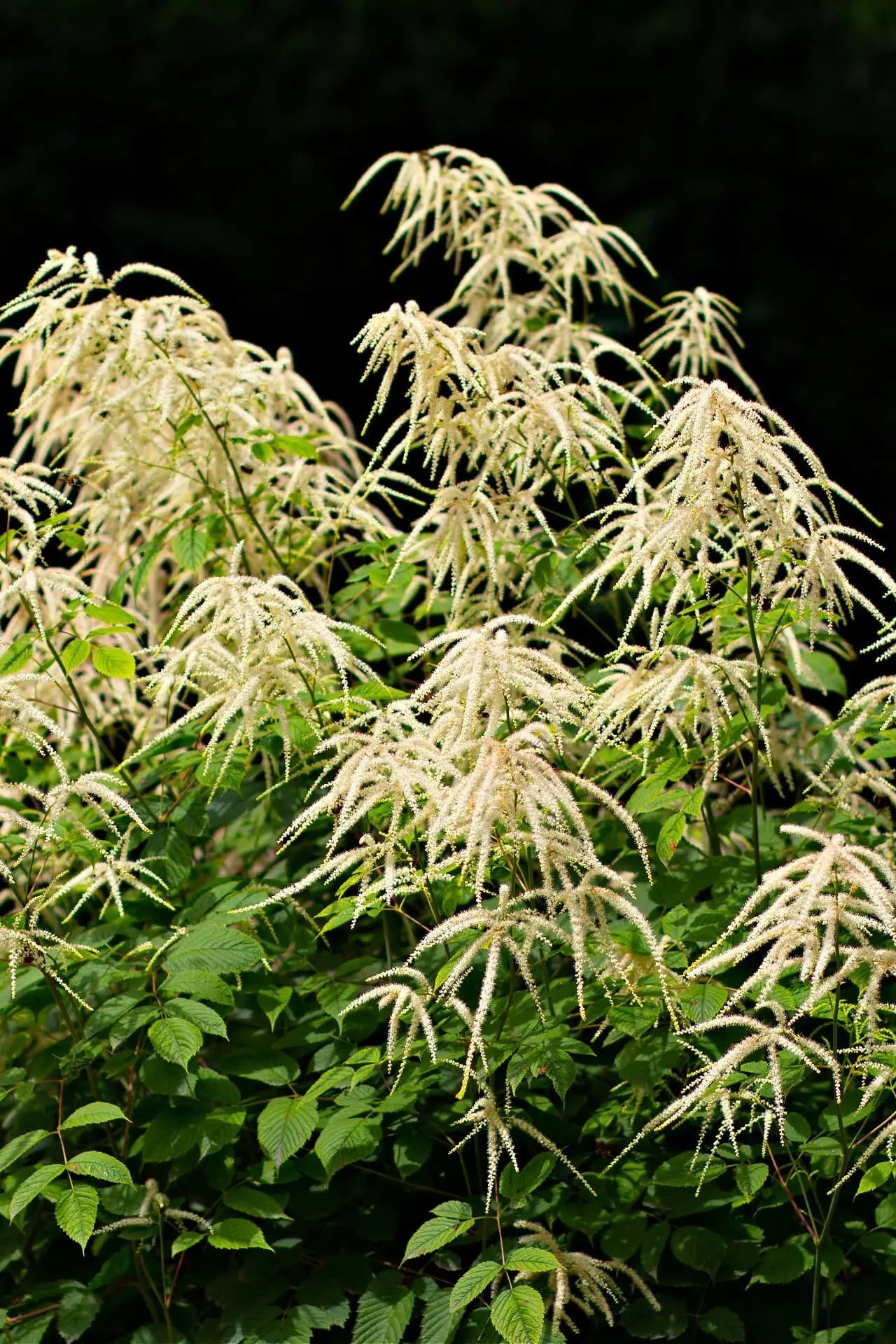 Goats Beard Plant for Shade Gardens | Tennessee Wholesale Nursery