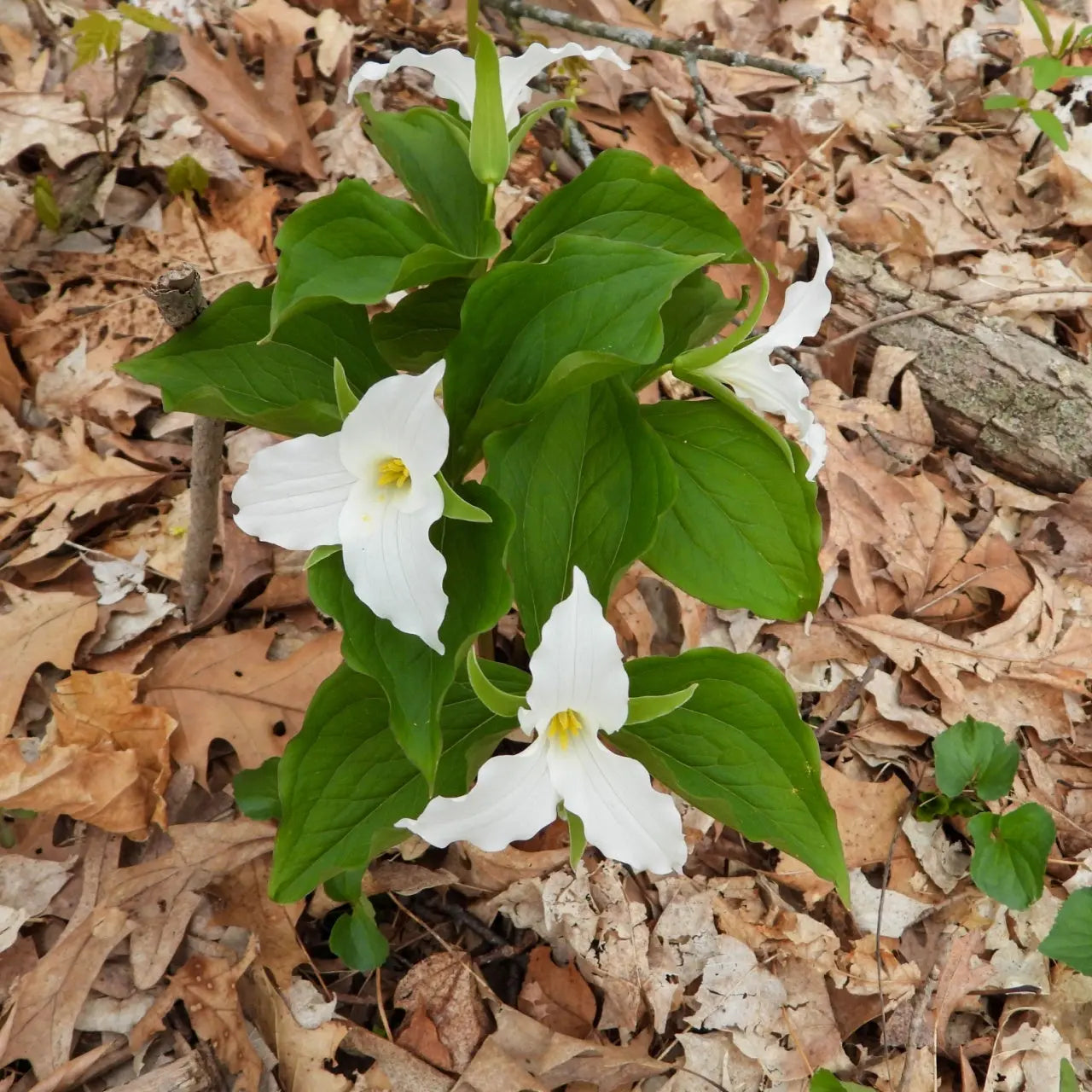 Great White Trillium Bare Root Plants for Shade Gardens – Tennessee ...
