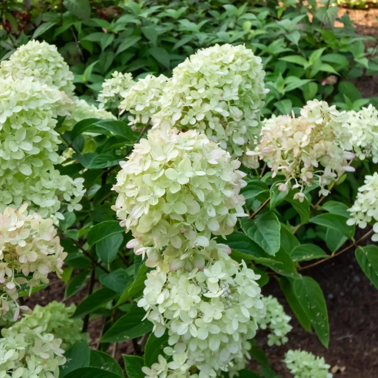 Hydrangea Arborescence Live Stakes for Wet Areas & Landscapes ...