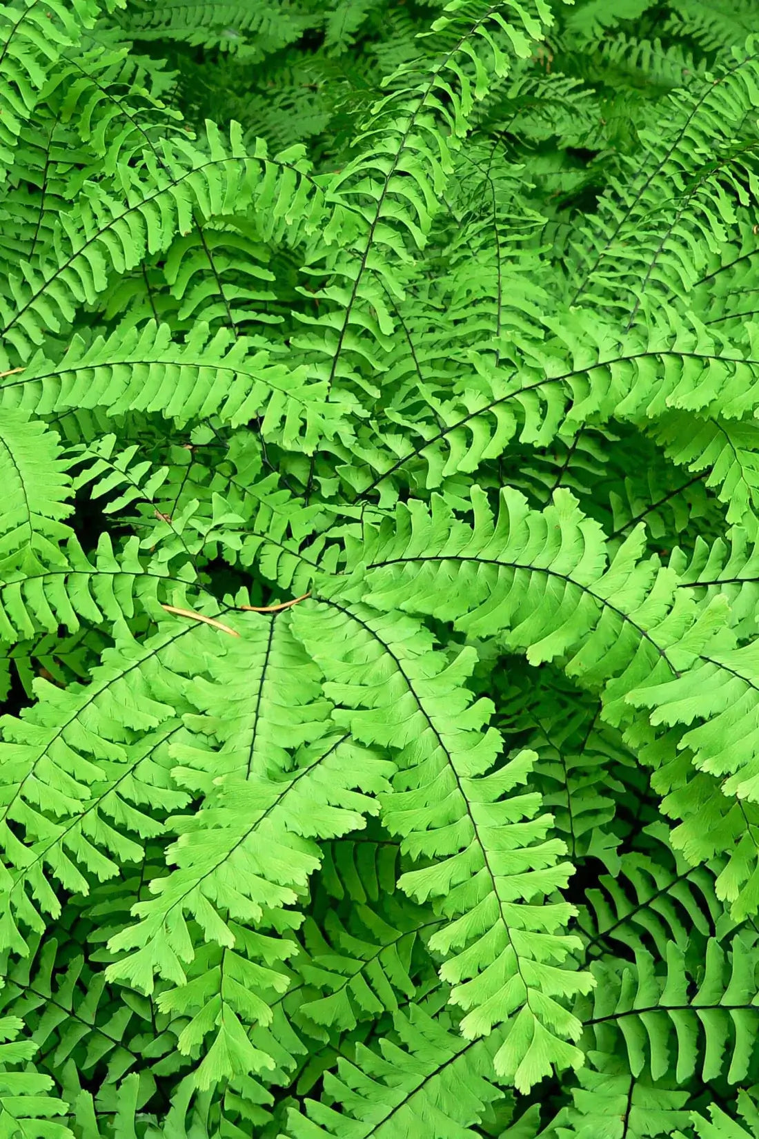 Ferns For Sale | Buy Fern Plants Online | Tennessee Wholesale Nursery