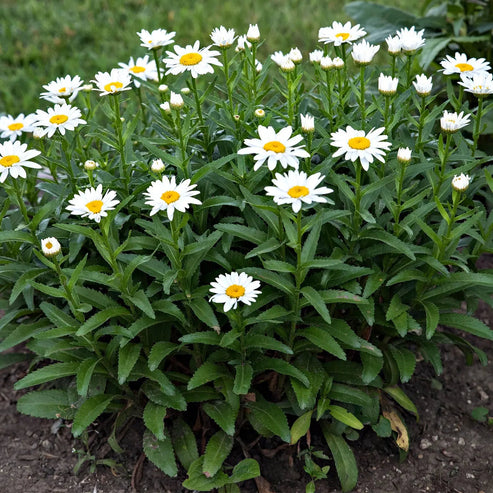 Oxeye Daisy Plant For Sale Wholesale $2.49 – Tennessee Wholesale Nursery