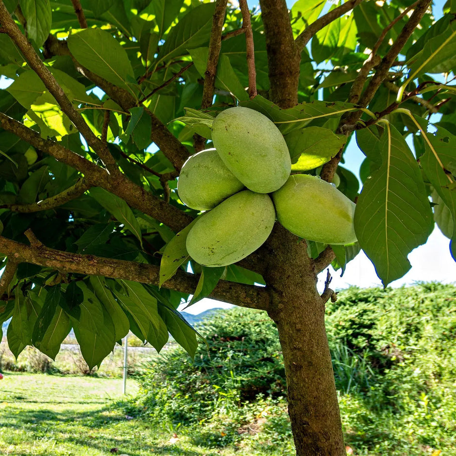 Wholesale Fruit Trees for Sale | Tennessee Nursery Deals – Tennessee ...