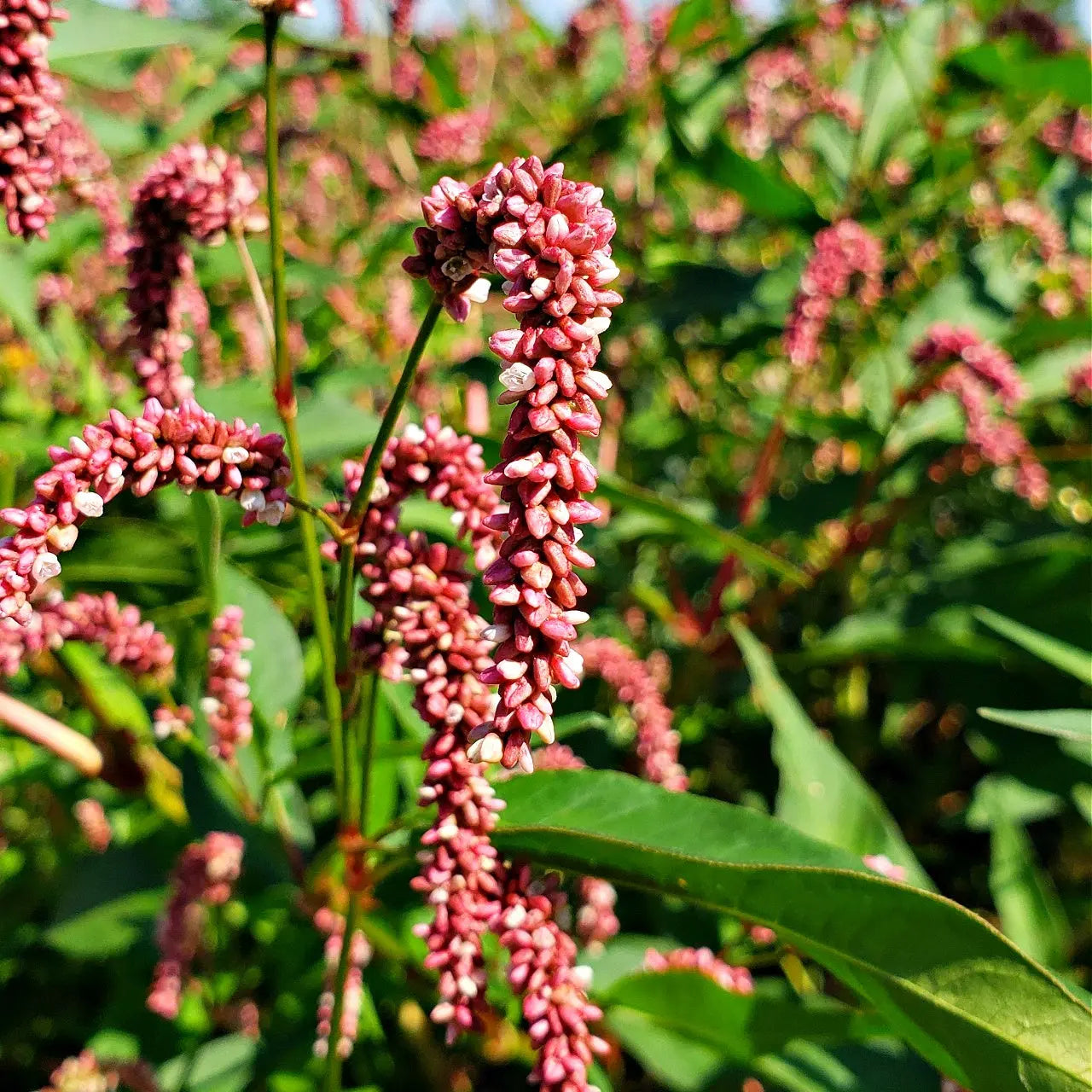 Pennsylvania Smartweed Plant for Native Landscape Color – Tennessee ...