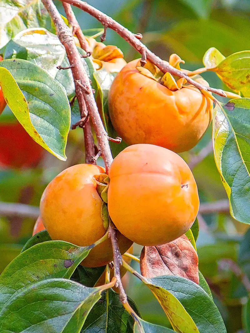 Persimmon Trees For Sale | Buy Persimmon Trees Wholesale