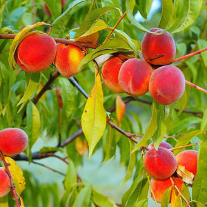 Fruiting Peach Trees For Sale | Buy Peach Trees | Wholesale