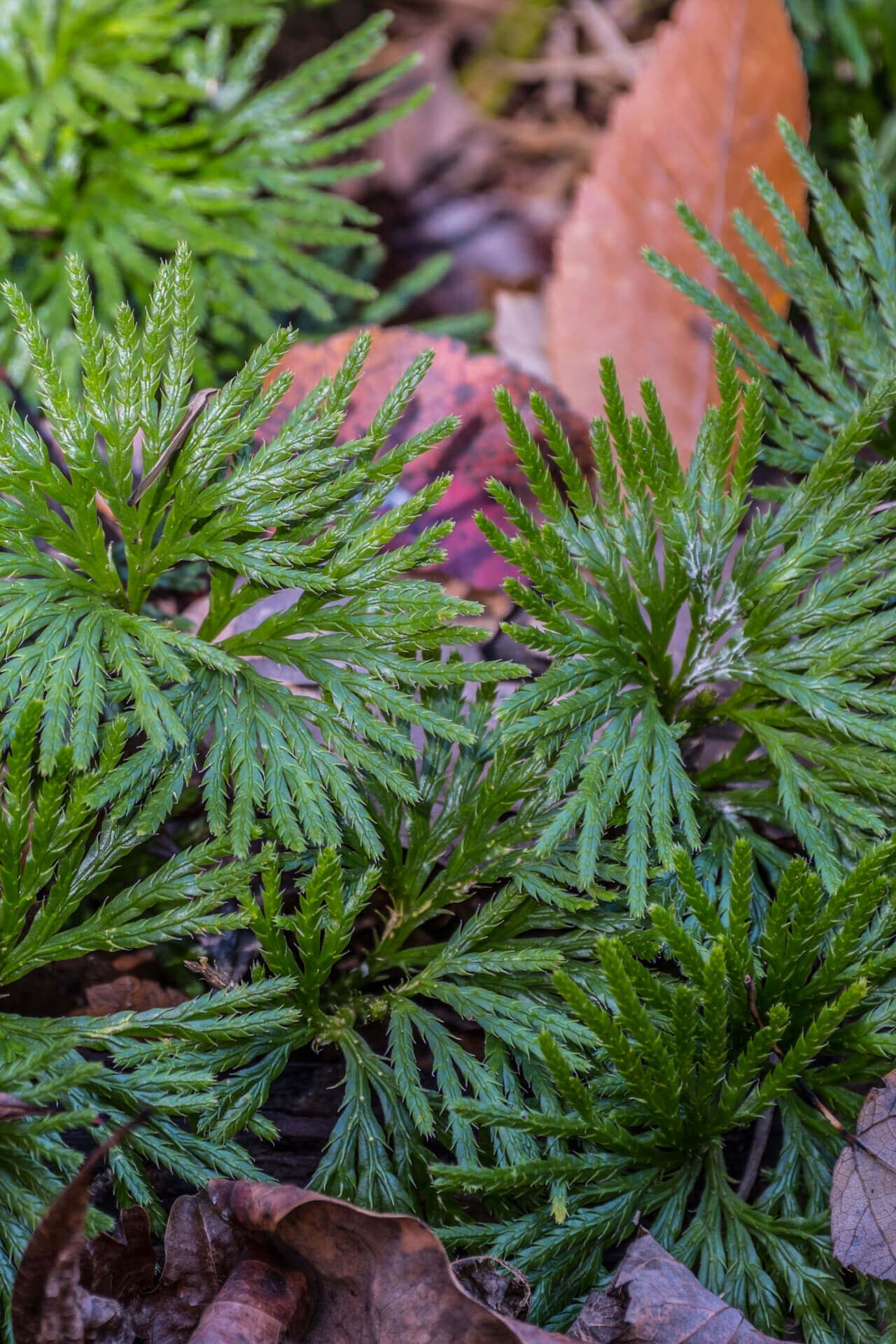 Running Cedar Plants For Sale | Tennessee Wholesale Nursery