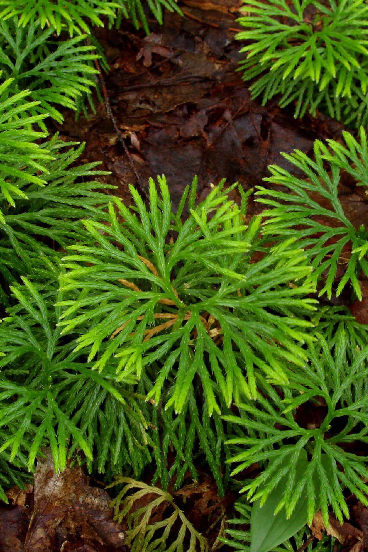Ground Covers | Tennessee Wholesale Nursery