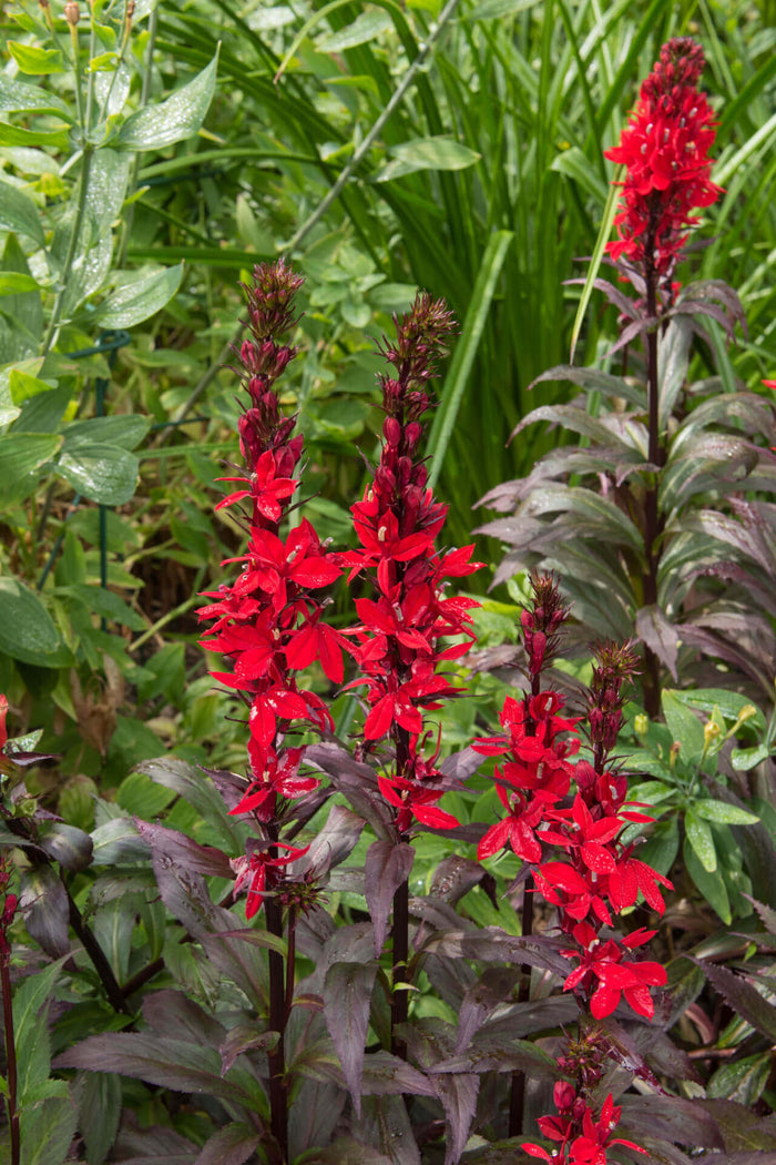 Red Cardinal Flowers For Sale | Wholesale Nursery