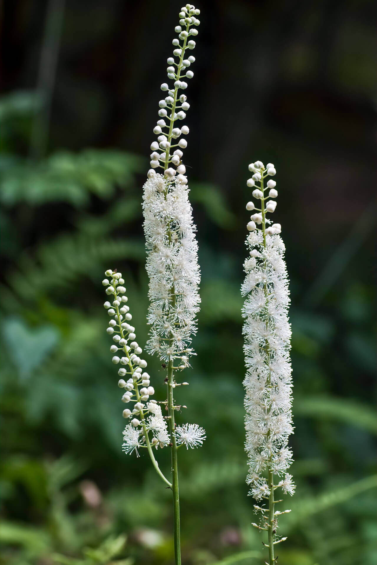 Black Cohosh Perennials For Sale | Buy Black Cohosh Wholesale