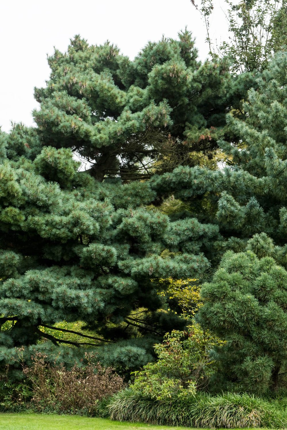 White Pine Trees Wholesale