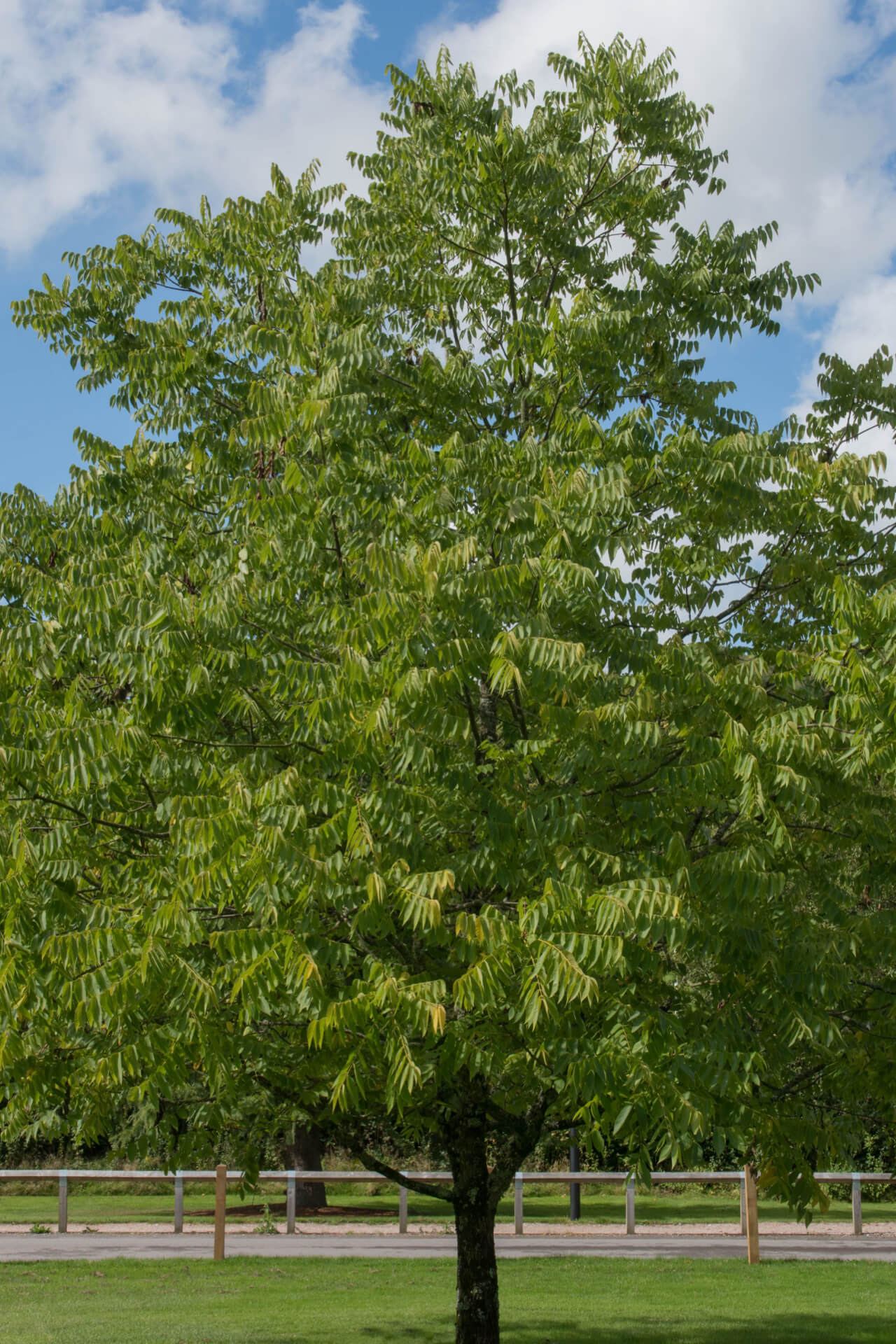 Black Walnut Trees Wholesale