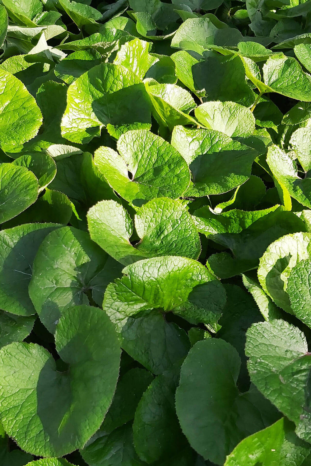 Wild Ginger Plants For Sale | Buy Wild Ginger Plants Wholesale