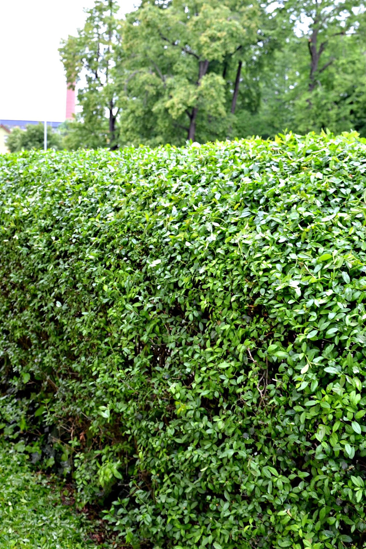 California Privet For Sale | Buy California Privet Plants Wholesale