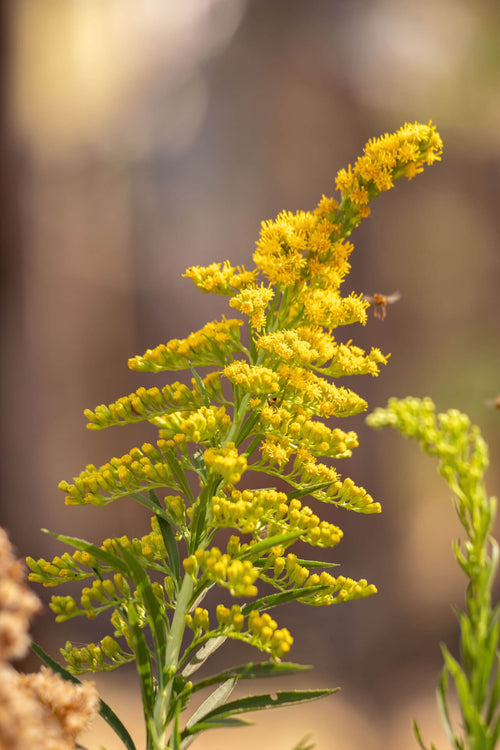 Golden Rod Plants For Sale Online | TN Nursery