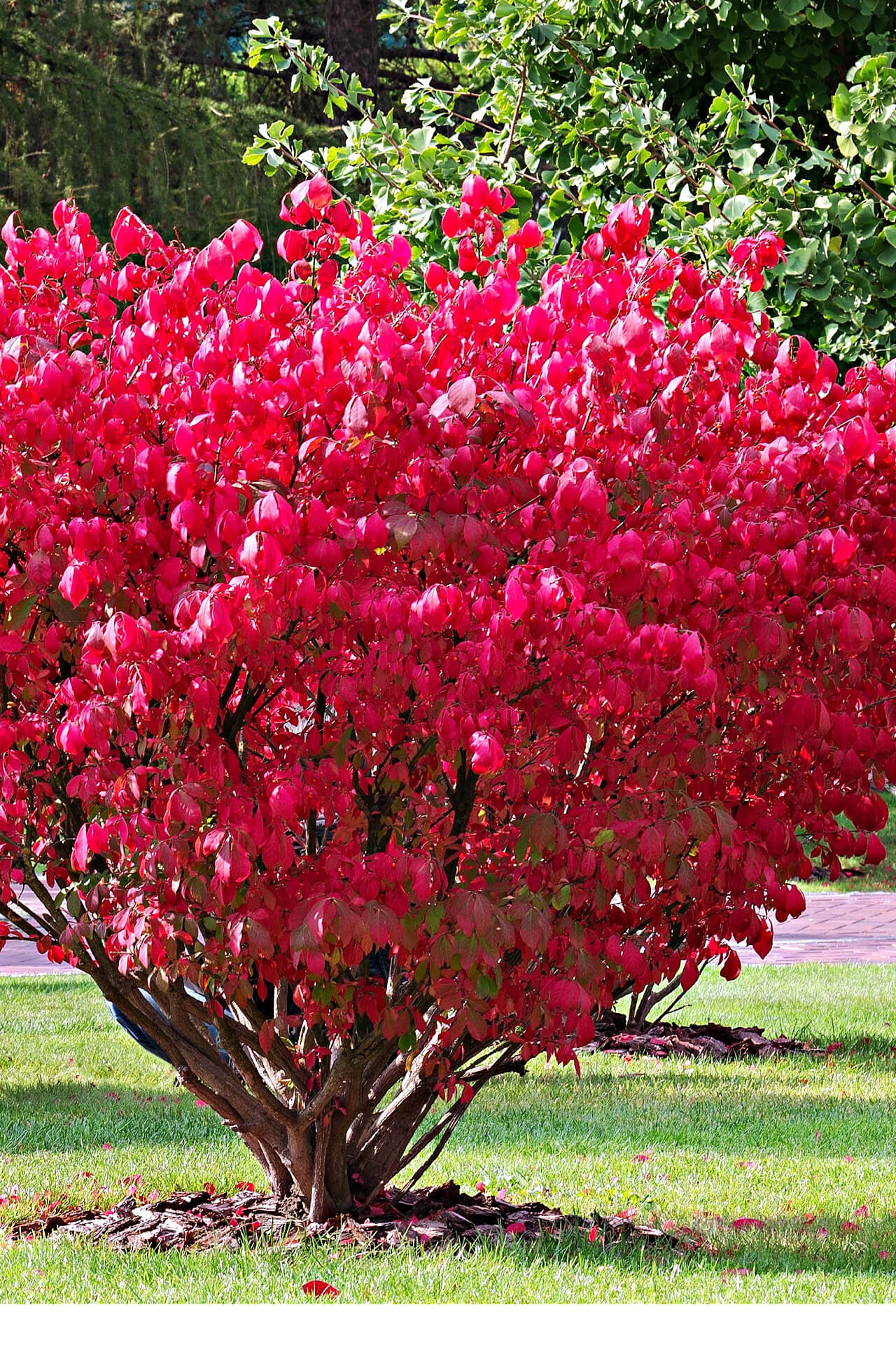 Burning Bush Wholesale