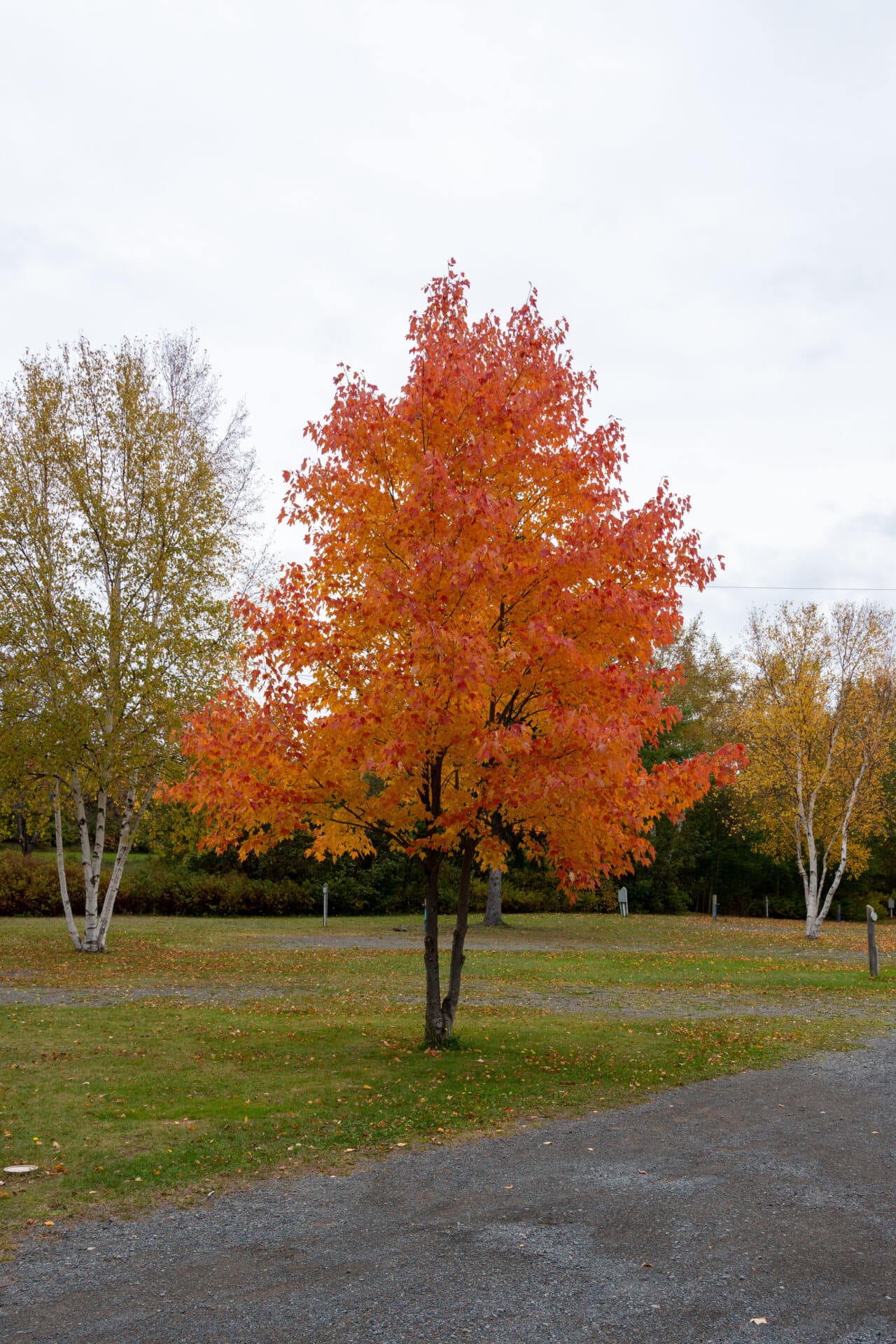 Silver Maple Tree For Sale | Buy Silver Maple Trees Wholesale