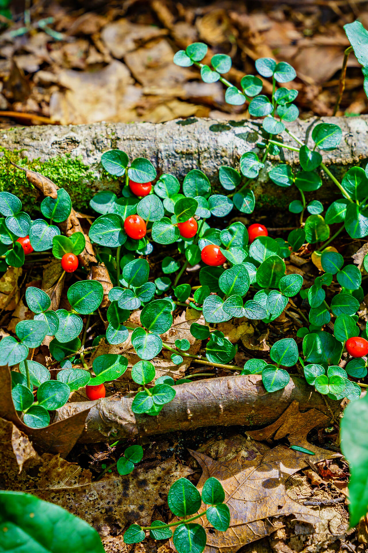 Partridgeberry Plants Wholesale
