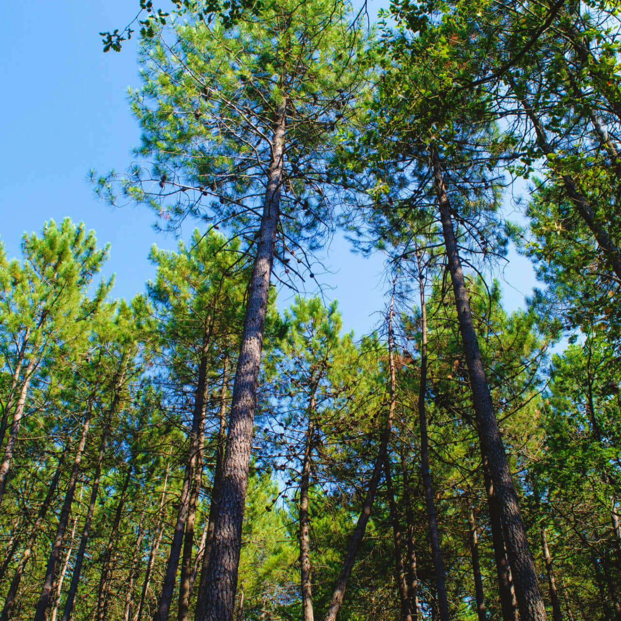Virginia Pine Trees For Sale | Buy Pine Trees Wholesale
