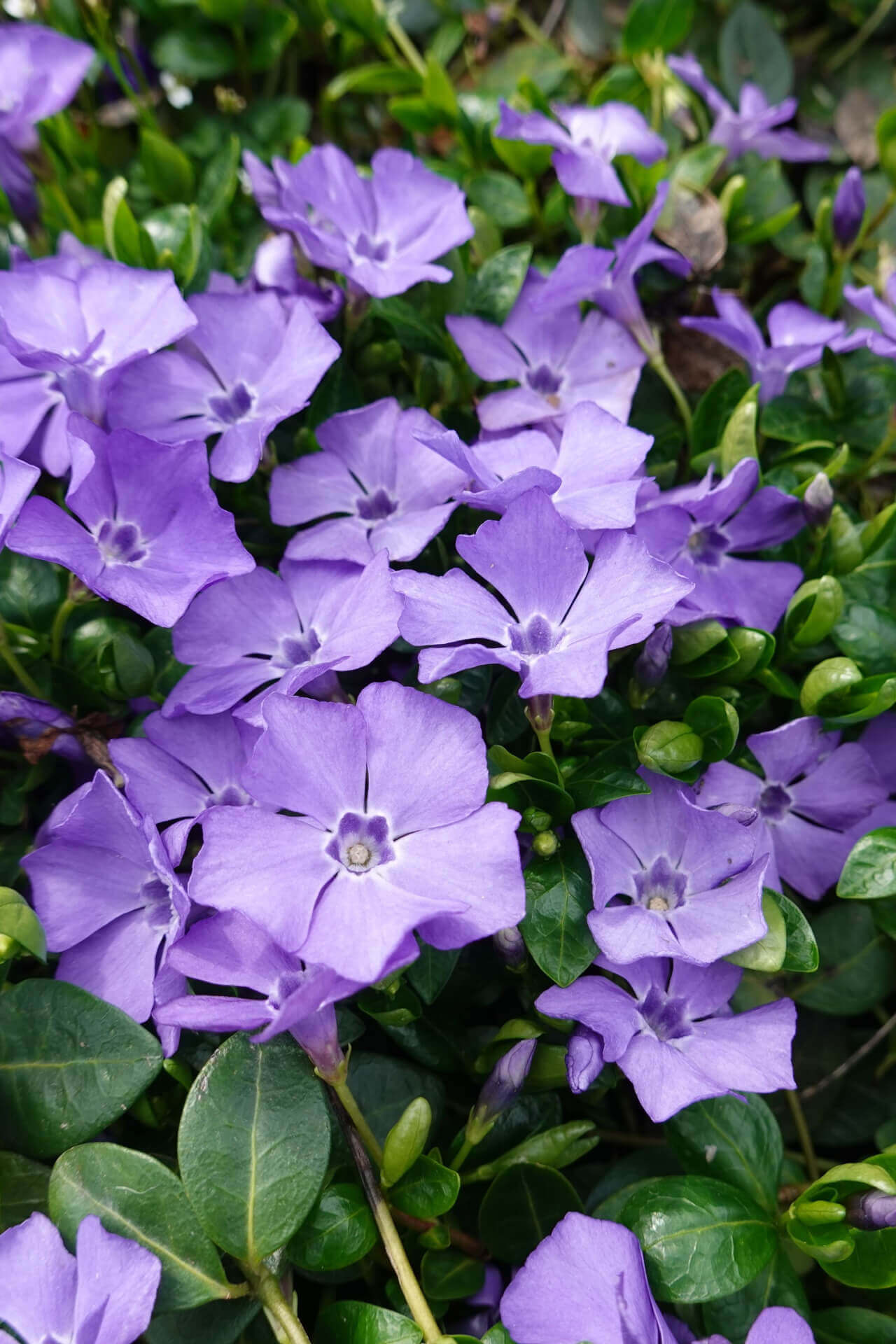 Periwinkle Plants For Sale | Buy Periwinkle Wholesale