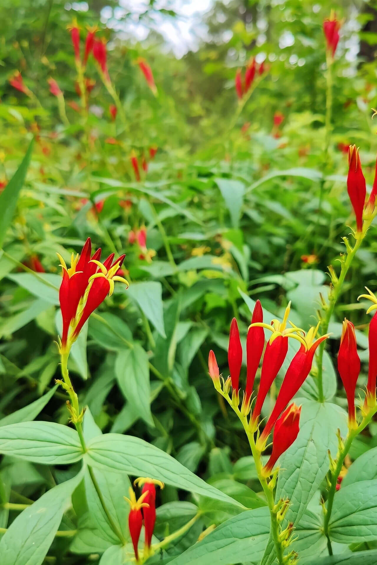 Indian Pink Plants For Sale | Buy Indian Pink Plants Wholesale