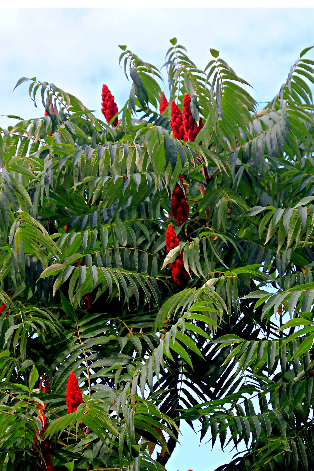 Sumac Trees Wholesale