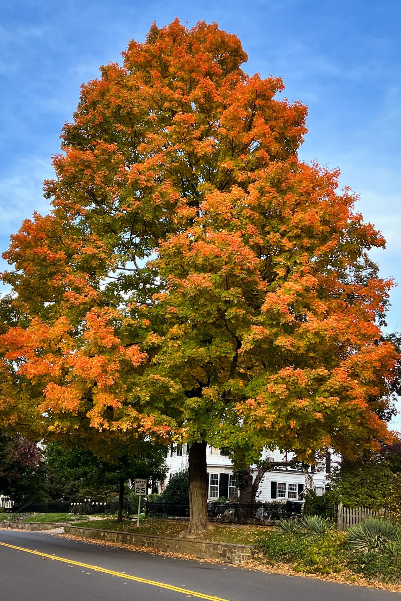 Pin Oak Tree For Sale | Buy Pin Oak Trees Wholesale